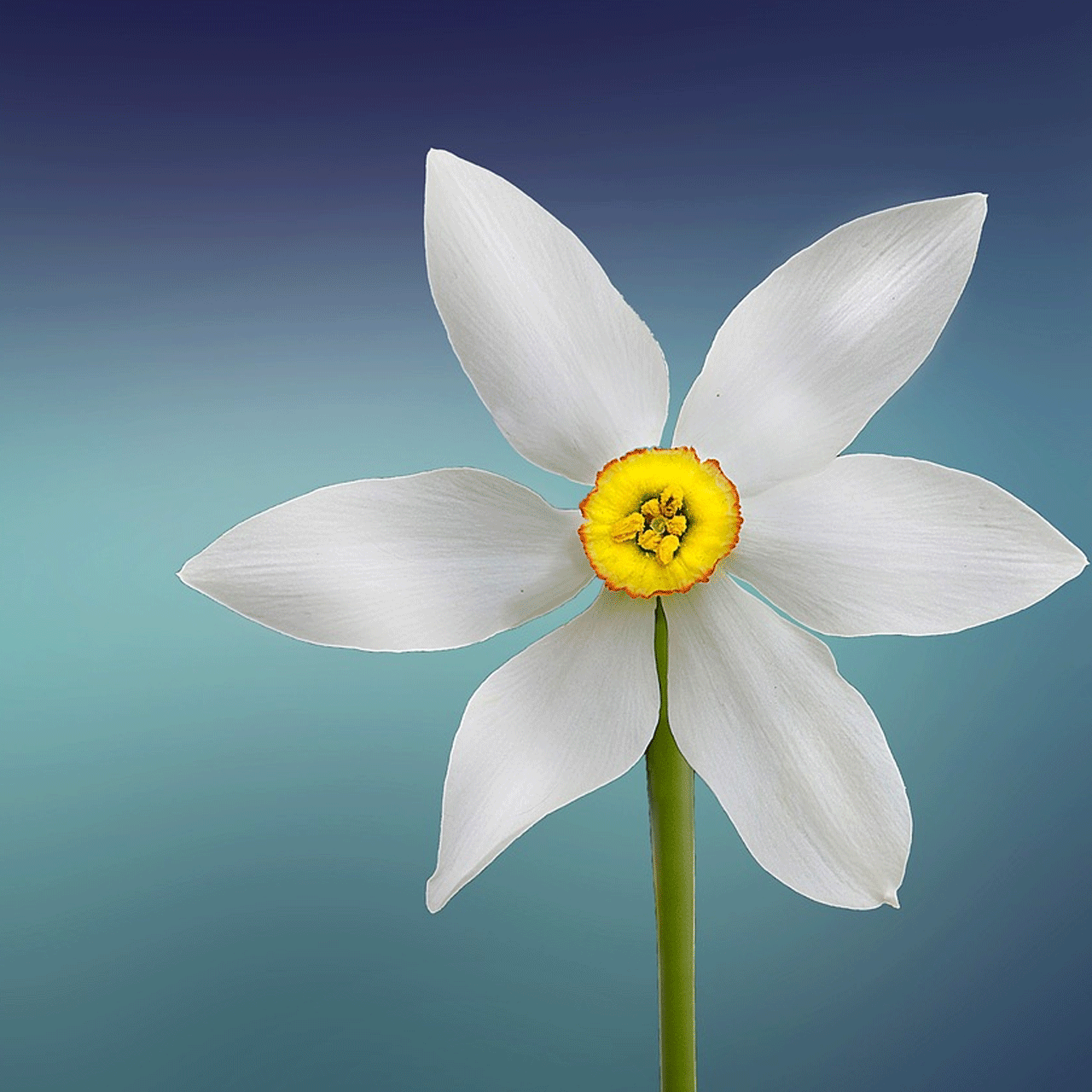 We live, not as we wish, but as we can. | cupidities-큐피디티스 (좋은글, Quotes ...